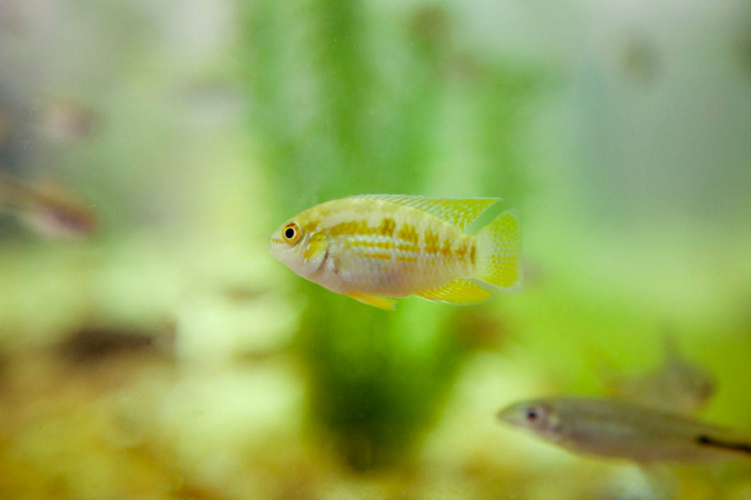 UFPA research forms one of Latin America's largest databases on ...