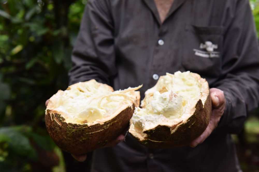 Cupulate e o sabor original da Amazônia