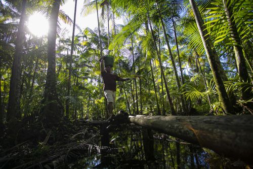 Açaí production faces structural and climatic challenges